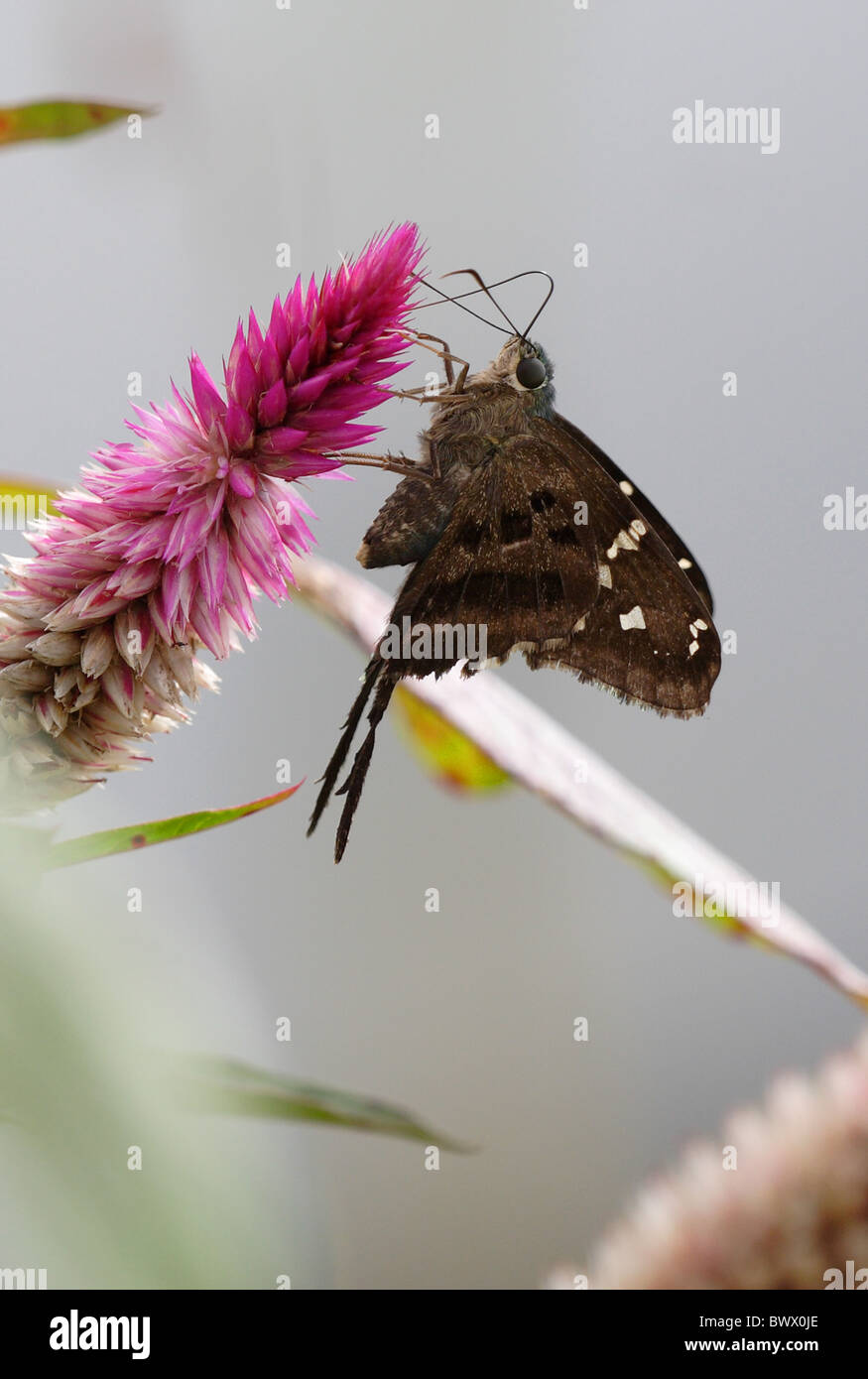 Animali Animali farfalle butterfly insetti insetti INVERTEBRATI ...