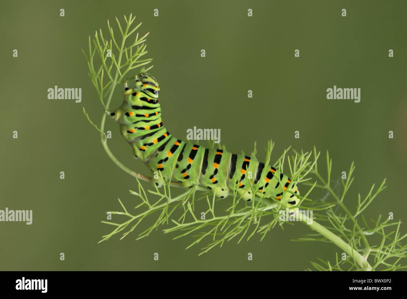 Animali Animali farfalle butterfly insetti insetti INVERTEBRATI ...