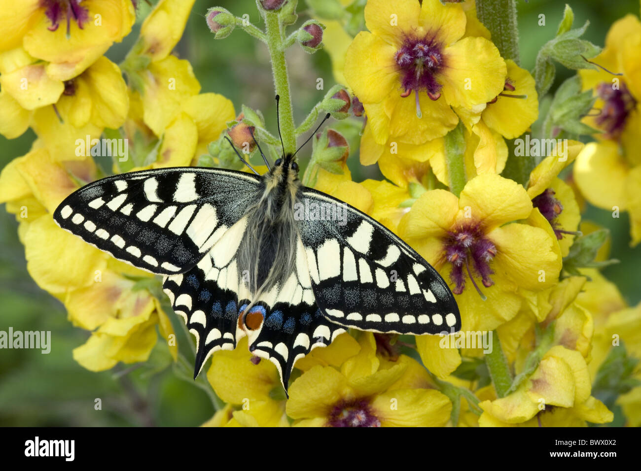 Animali Animali farfalle butterfly insetti insetti INVERTEBRATI ...