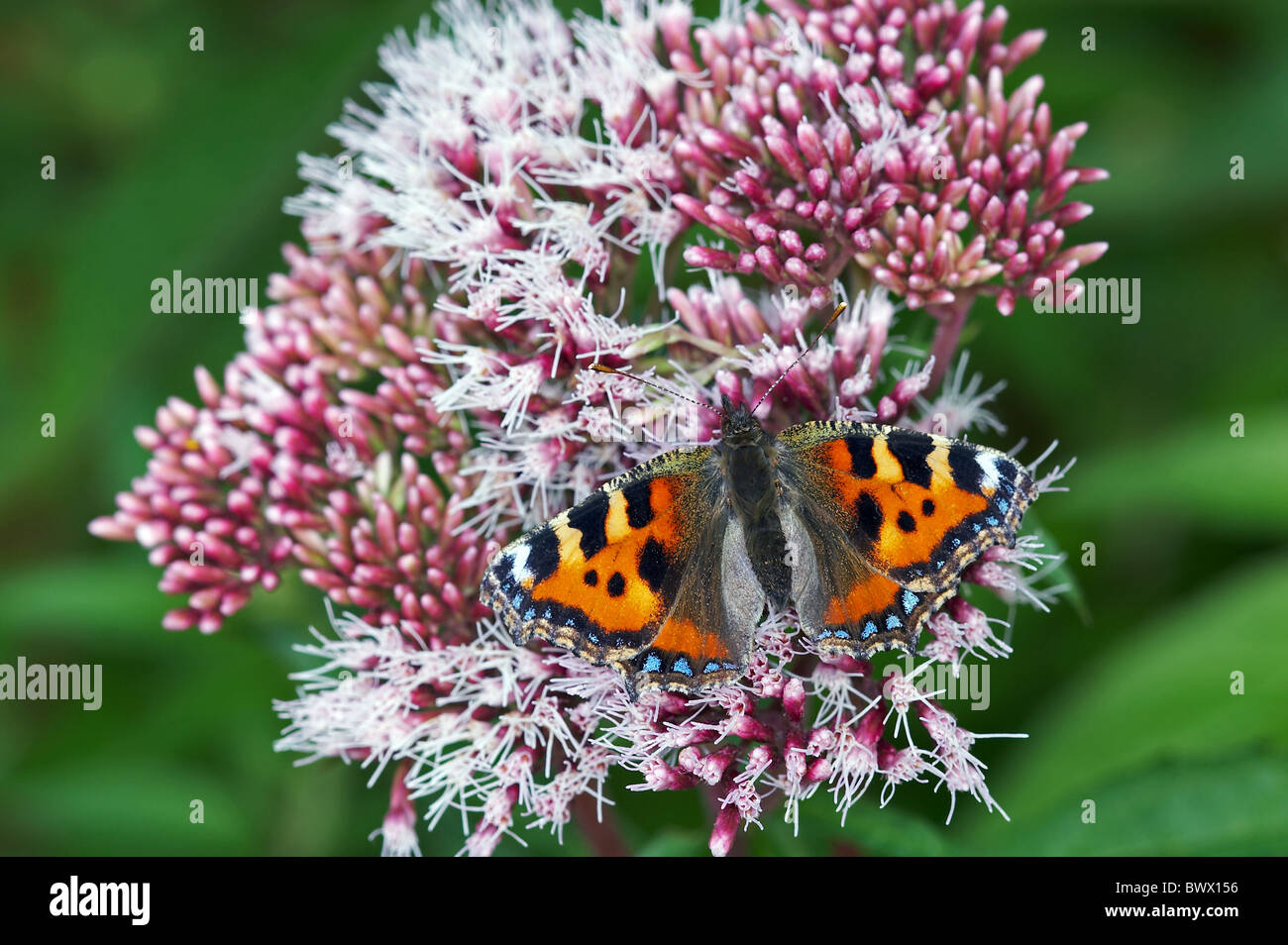 Animali Animali farfalle butterfly insetti insetti INVERTEBRATI ...
