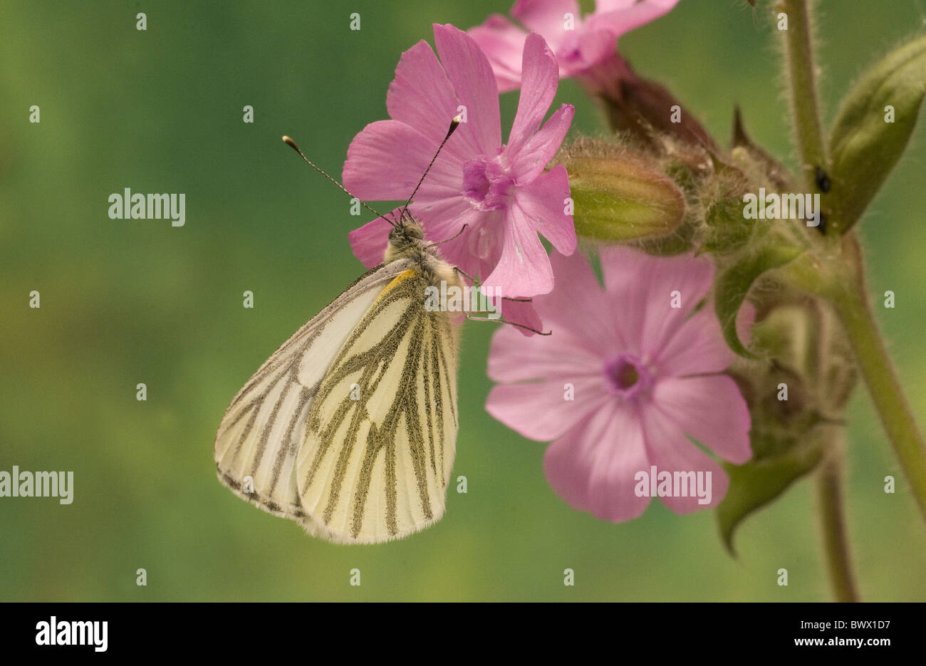 Animali Animali farfalle butterfly insetti insetti INVERTEBRATI ...