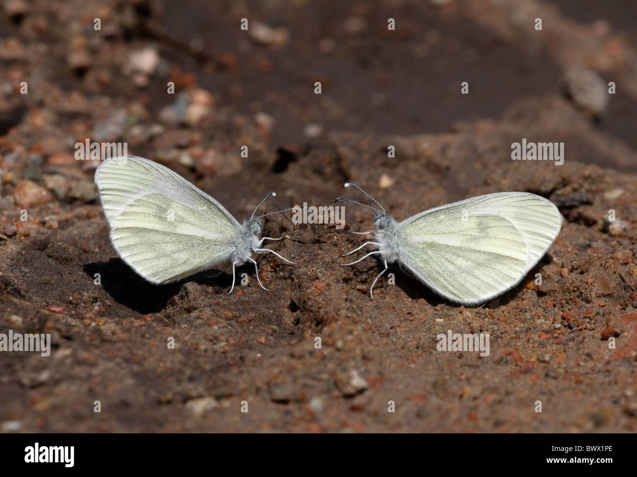 Animali Animali farfalle butterfly insetti insetti INVERTEBRATI ...