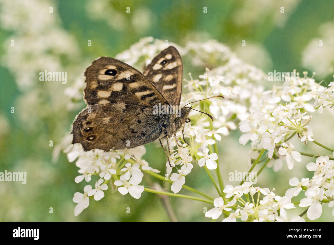 Animali Animali farfalle butterfly insetti insetti INVERTEBRATI ...