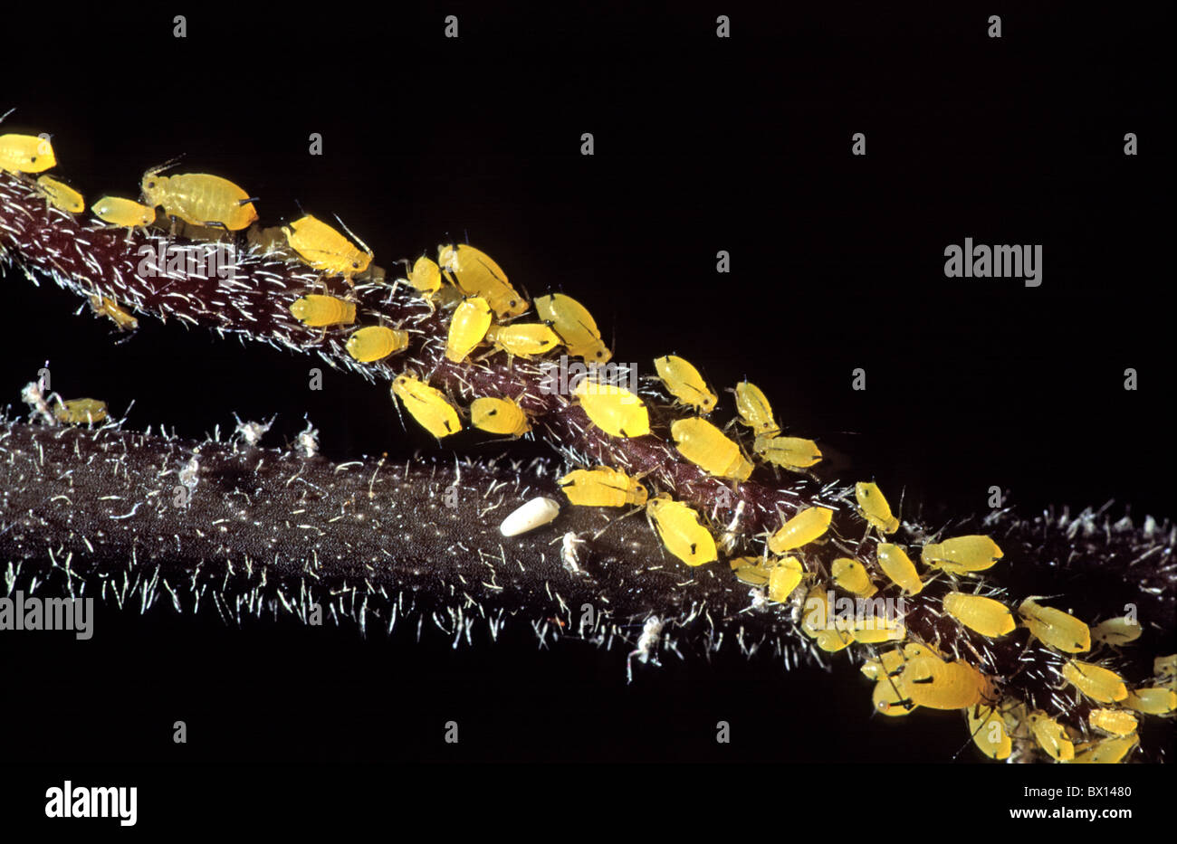 Aphides insetti parassiti pidocchi pianta fiore di cera Hoya carnosa ...