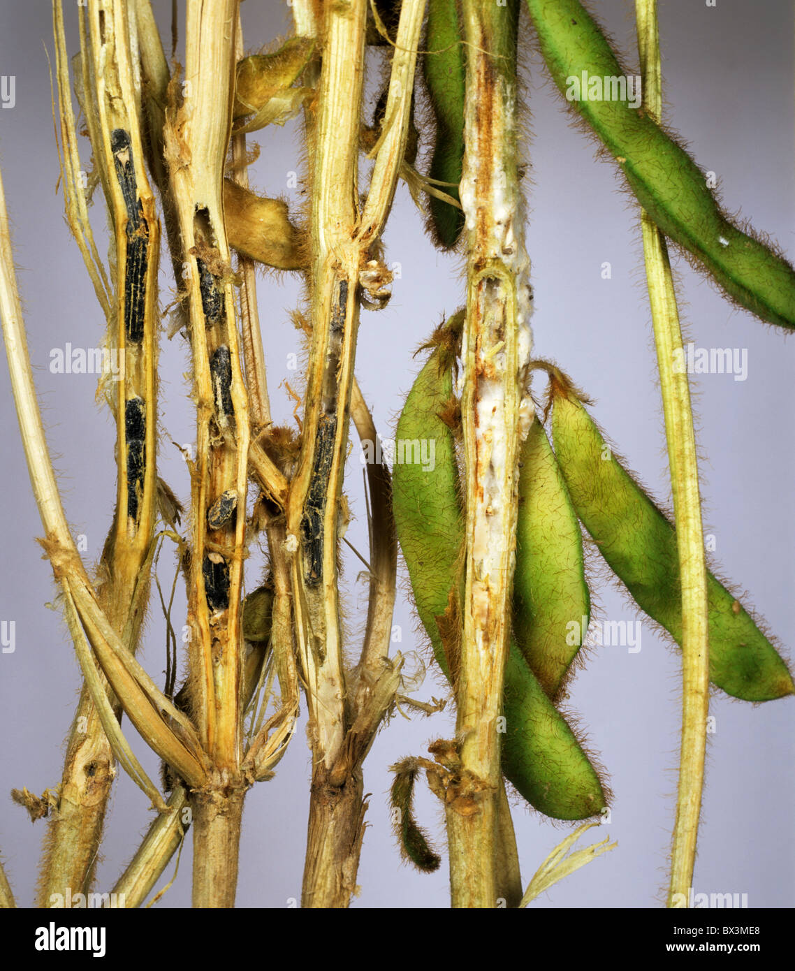 Sclerotinia sclerotiorum immagini e fotografie stock ad alta ...