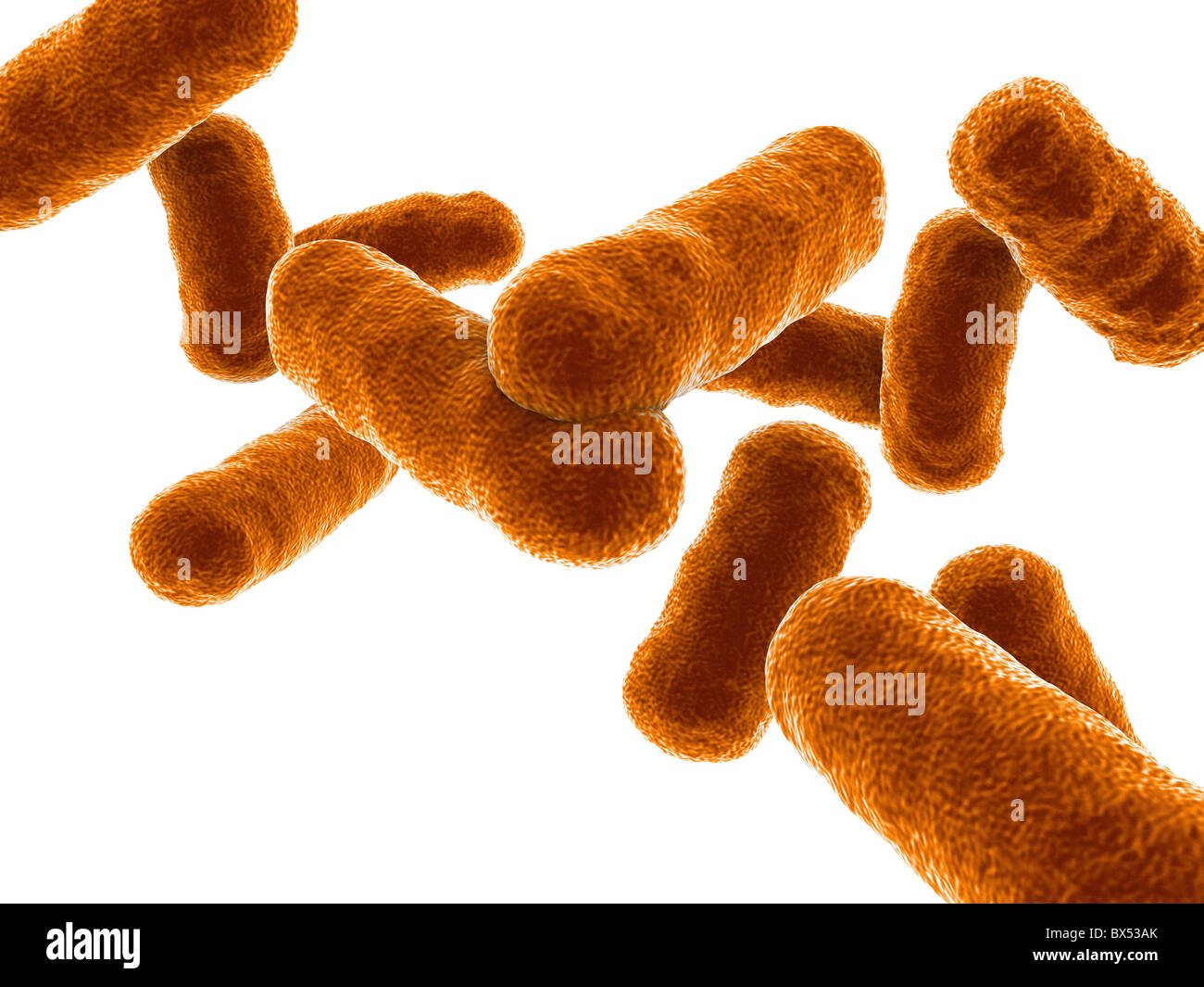 Batteri A Forma Di Bacillo Immagini e Fotos Stock - Alamy