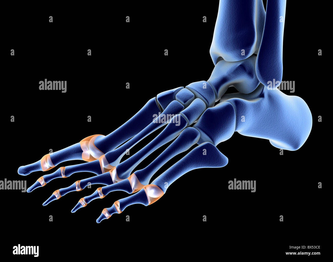 Ossa del piede immagini e fotografie stock ad alta risoluzione - Alamy