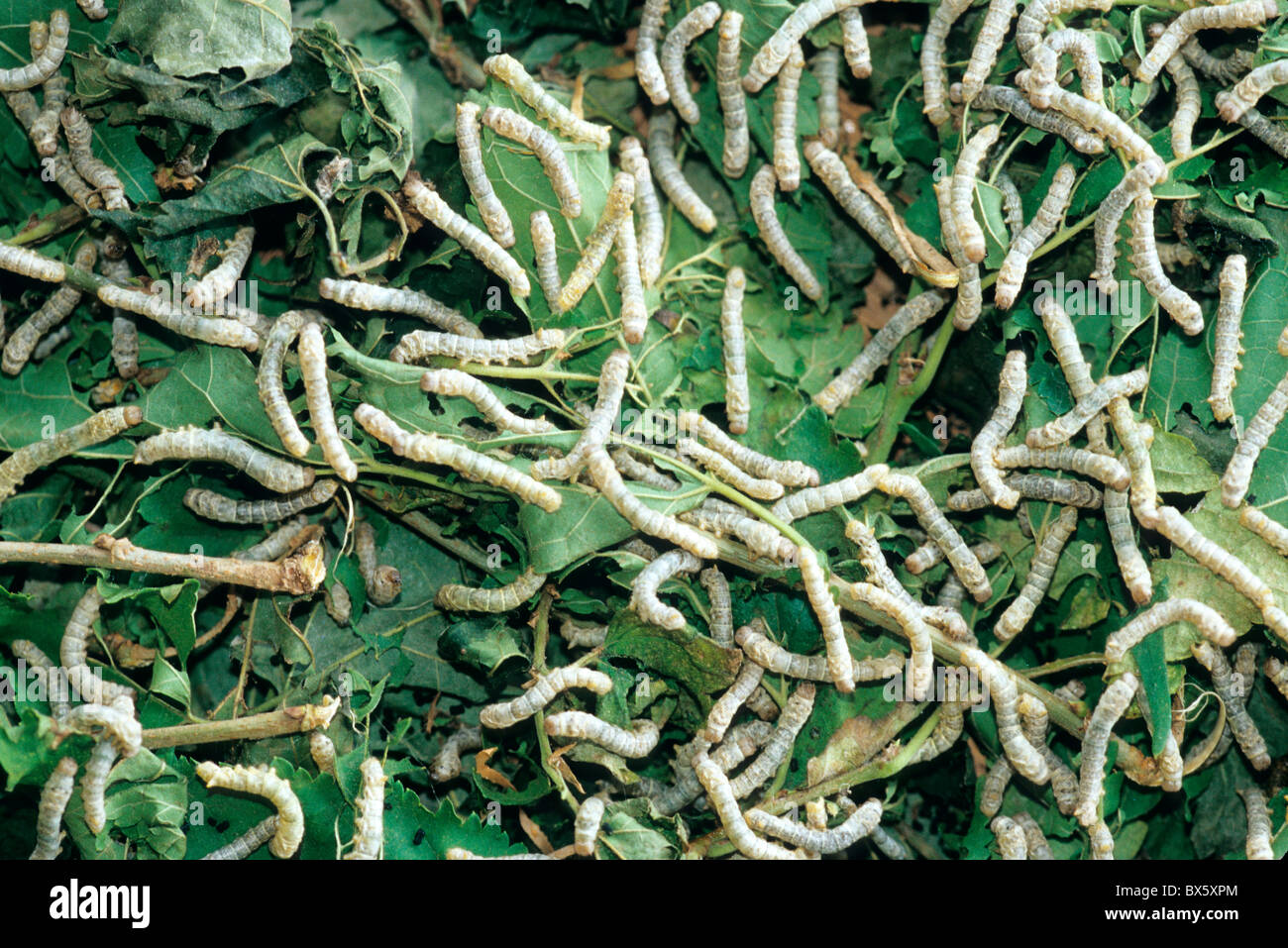 Nutrire i bachi da seta Immagini e Fotos Stock - Alamy