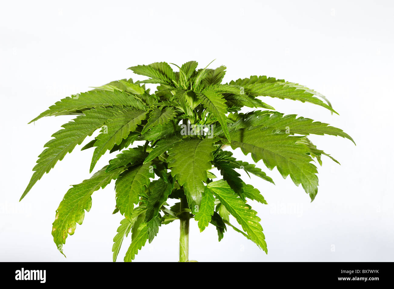 Pianta di cannabis immagini e fotografie stock ad alta risoluzione - Alamy