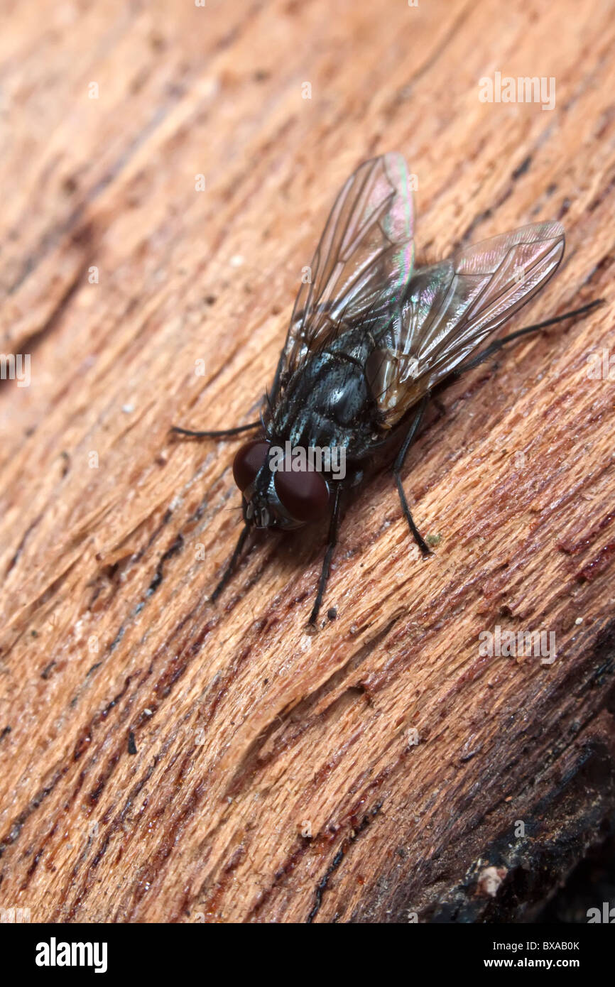 Mosca insetto immagini e fotografie stock ad alta risoluzione - Alamy
