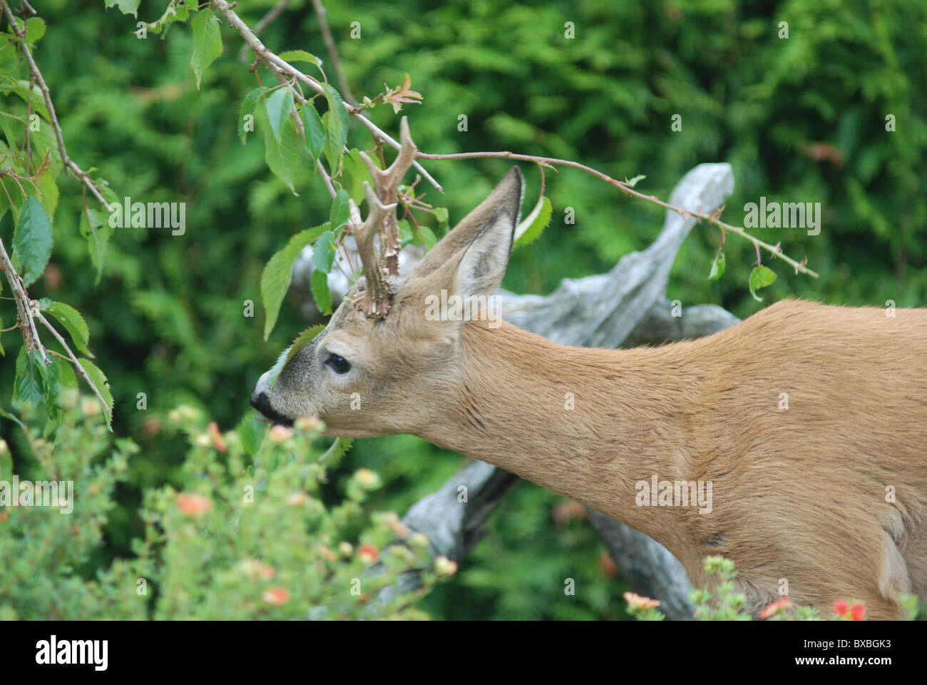 Cervo maschio immagini e fotografie stock ad alta risoluzione - Alamy
