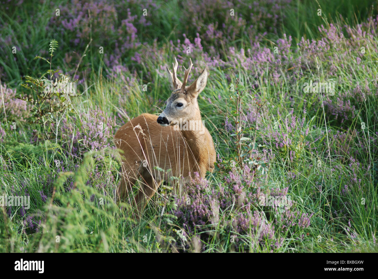 Cervo maschio immagini e fotografie stock ad alta risoluzione - Alamy