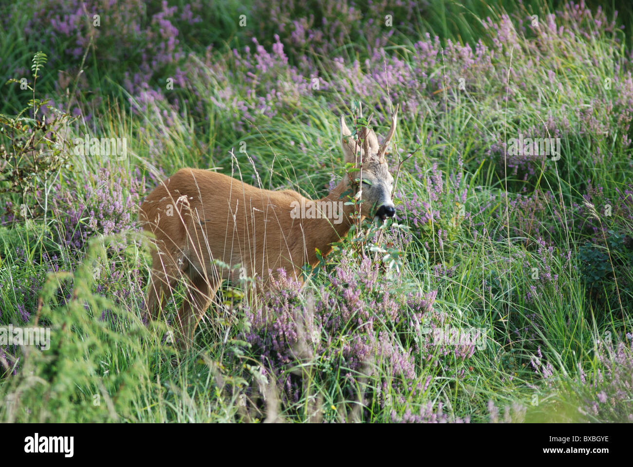 Cervo maschio immagini e fotografie stock ad alta risoluzione - Alamy
