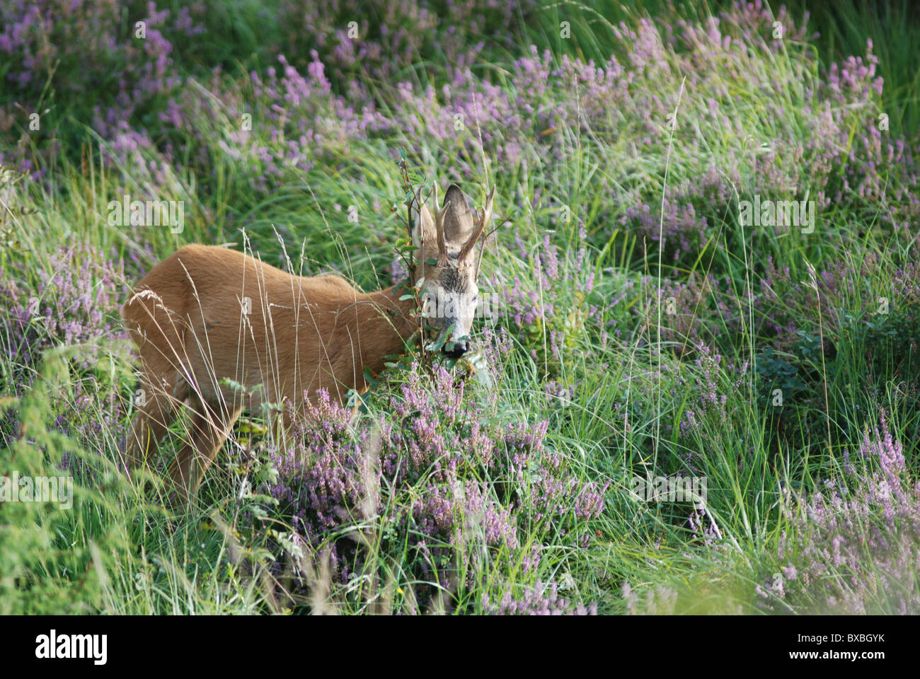 Cervo maschio immagini e fotografie stock ad alta risoluzione - Alamy