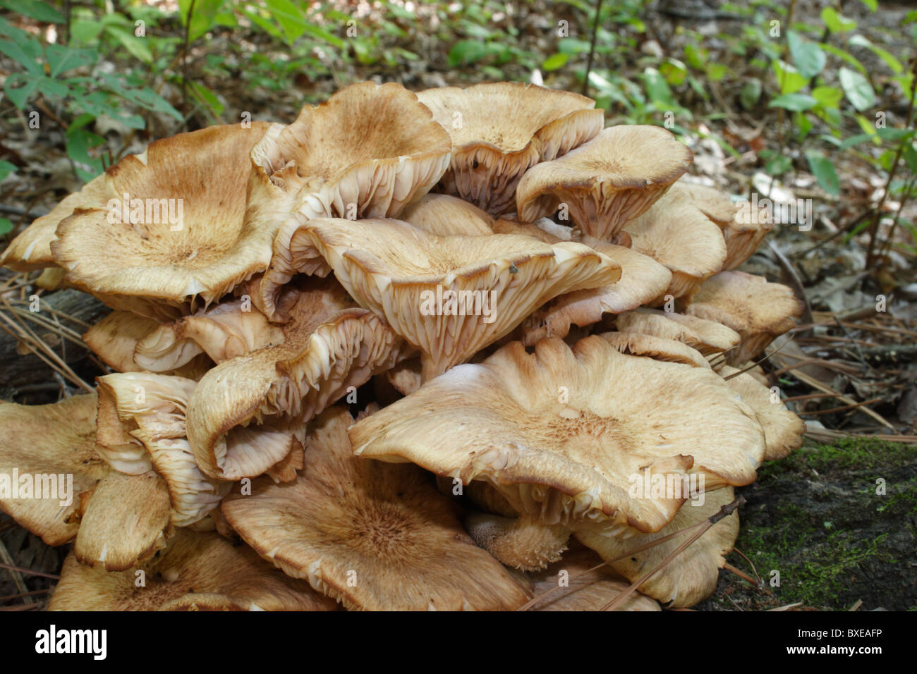 Funghi saprofiti immagini e fotografie stock ad alta risoluzione - Alamy