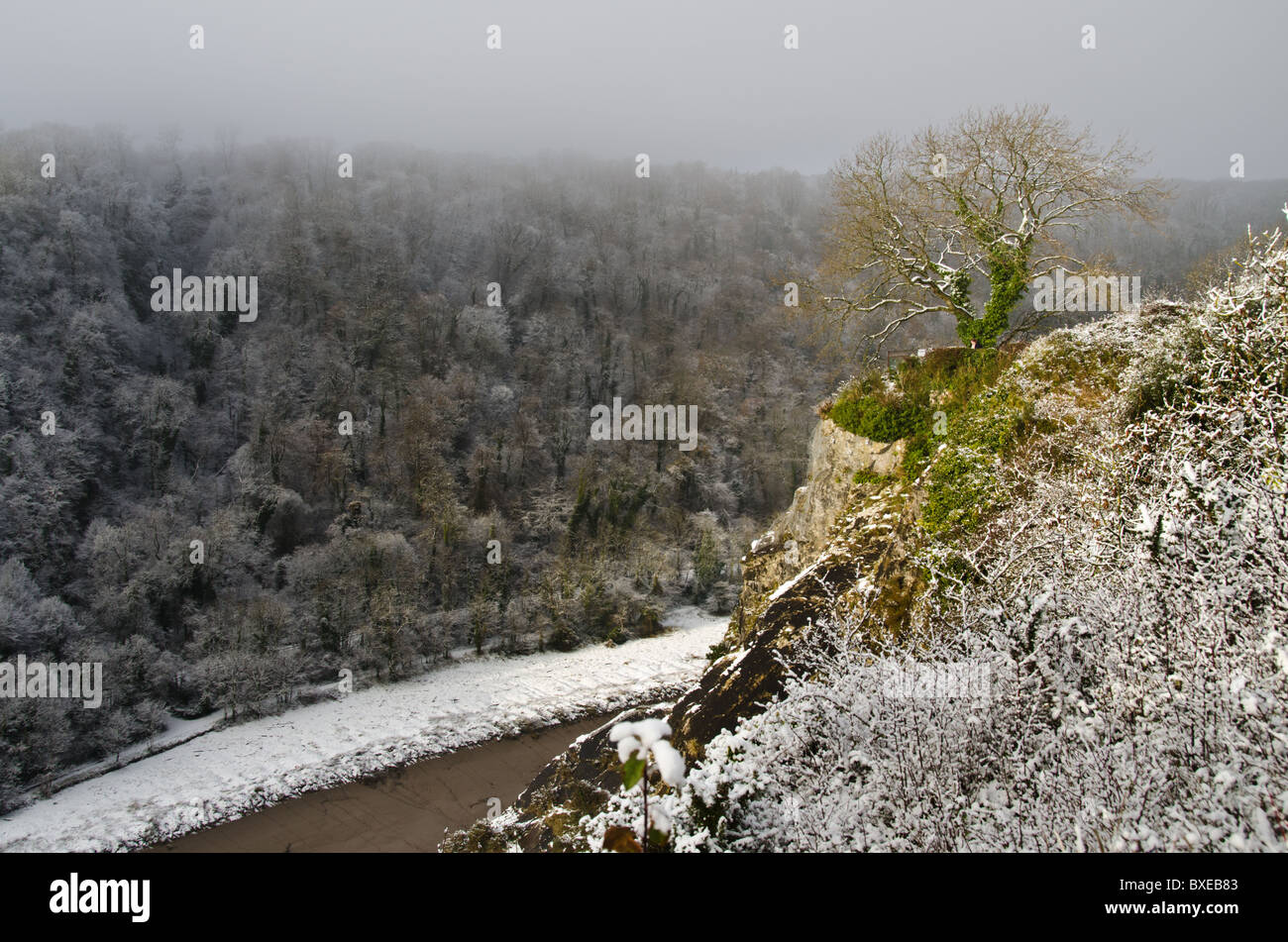 La definizione di un albero immagini e fotografie stock ad alta ...