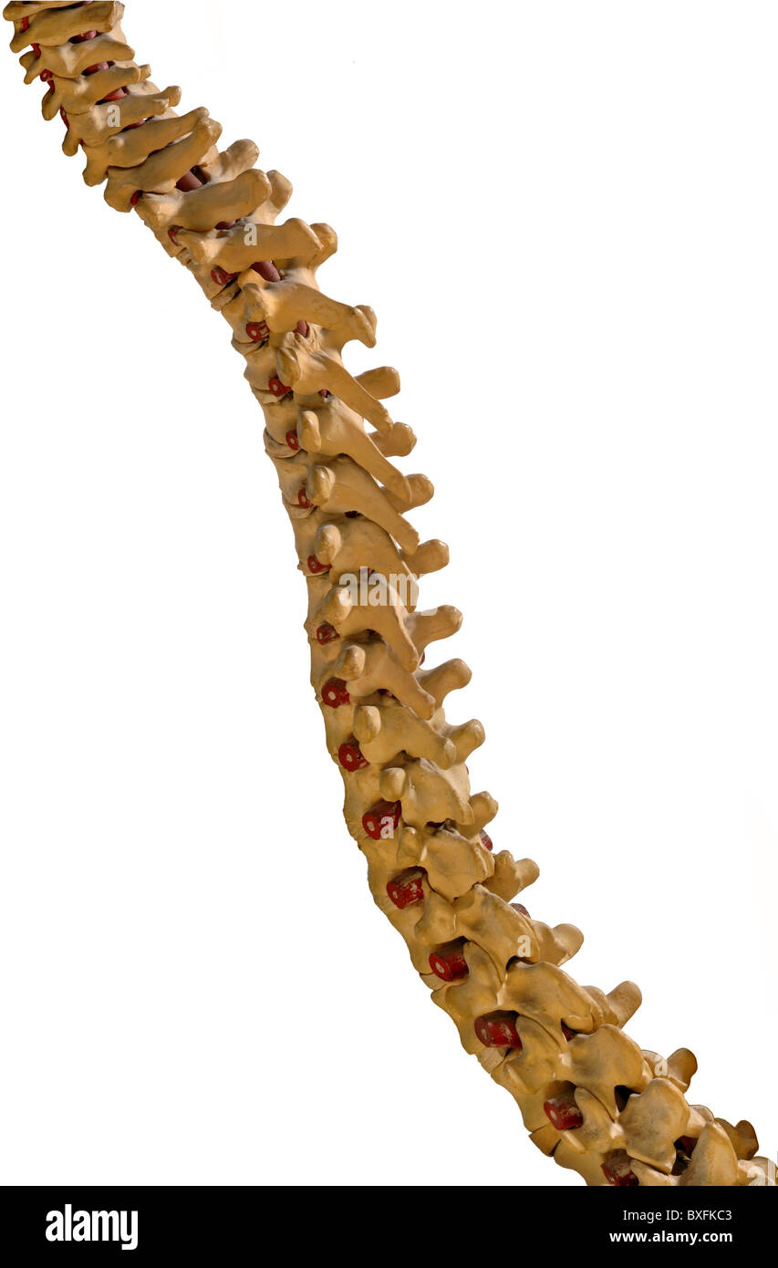 Medicina, anatomia, colonna vertebrale, versione, anni cinquanta, 50 ...