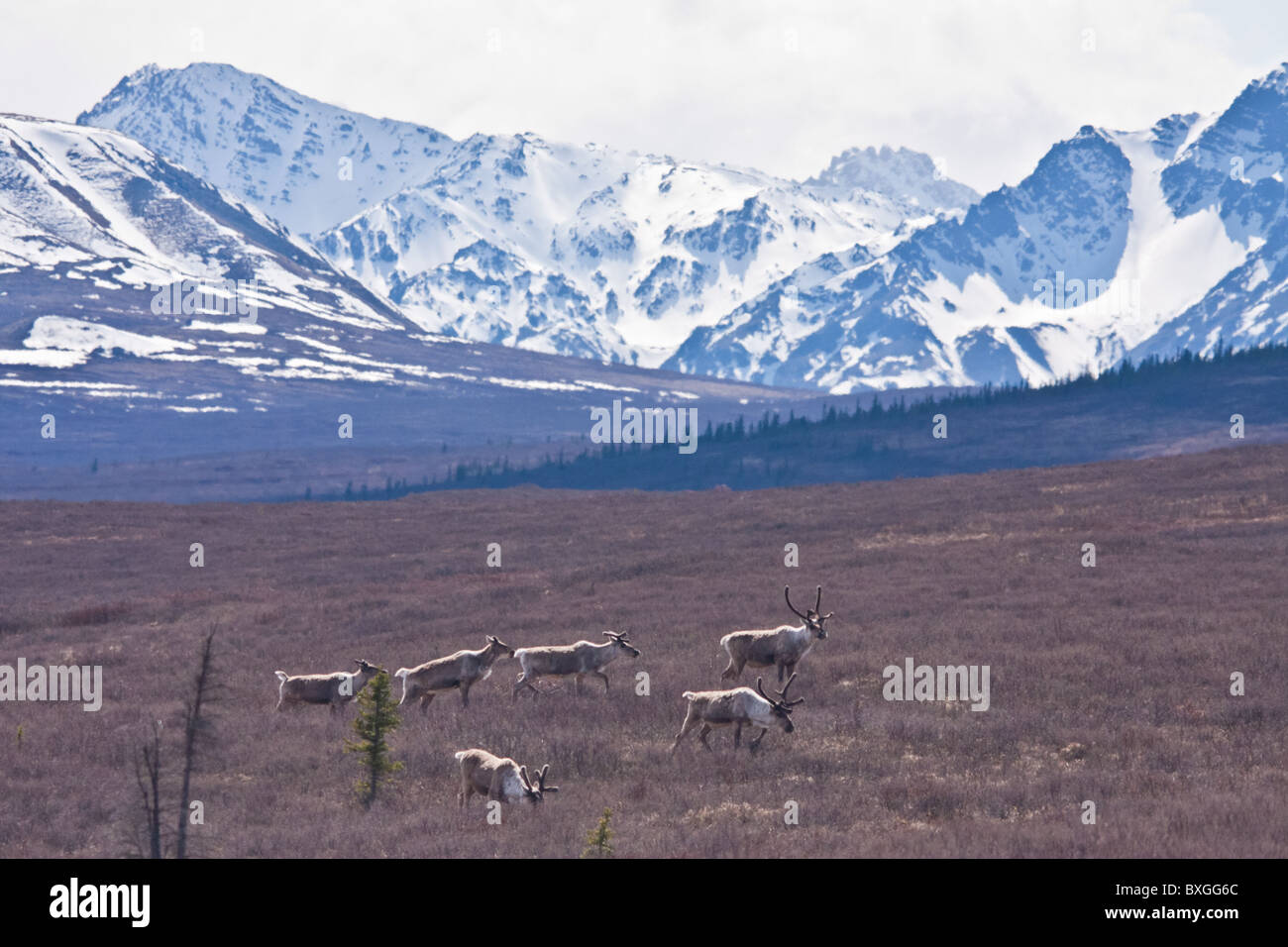 Fauna selvatica delle regioni polari immagini e fotografie stock ad ...