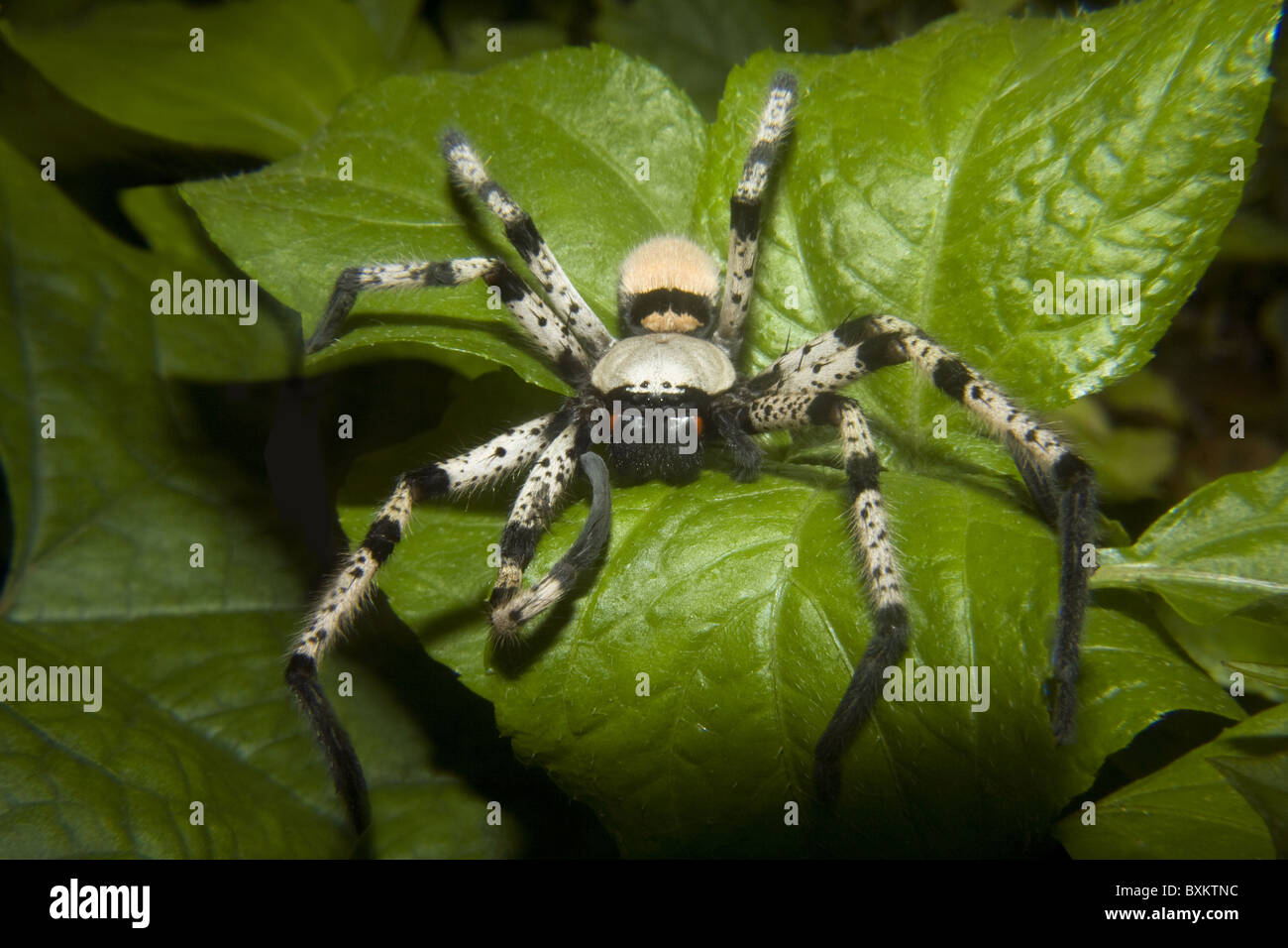 Ragno cacciatore sparassidae immagini e fotografie stock ad alta ...