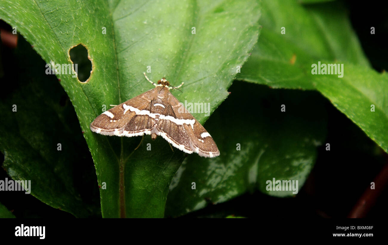 Falena in foglia verde immagini e fotografie stock ad alta risoluzione ...