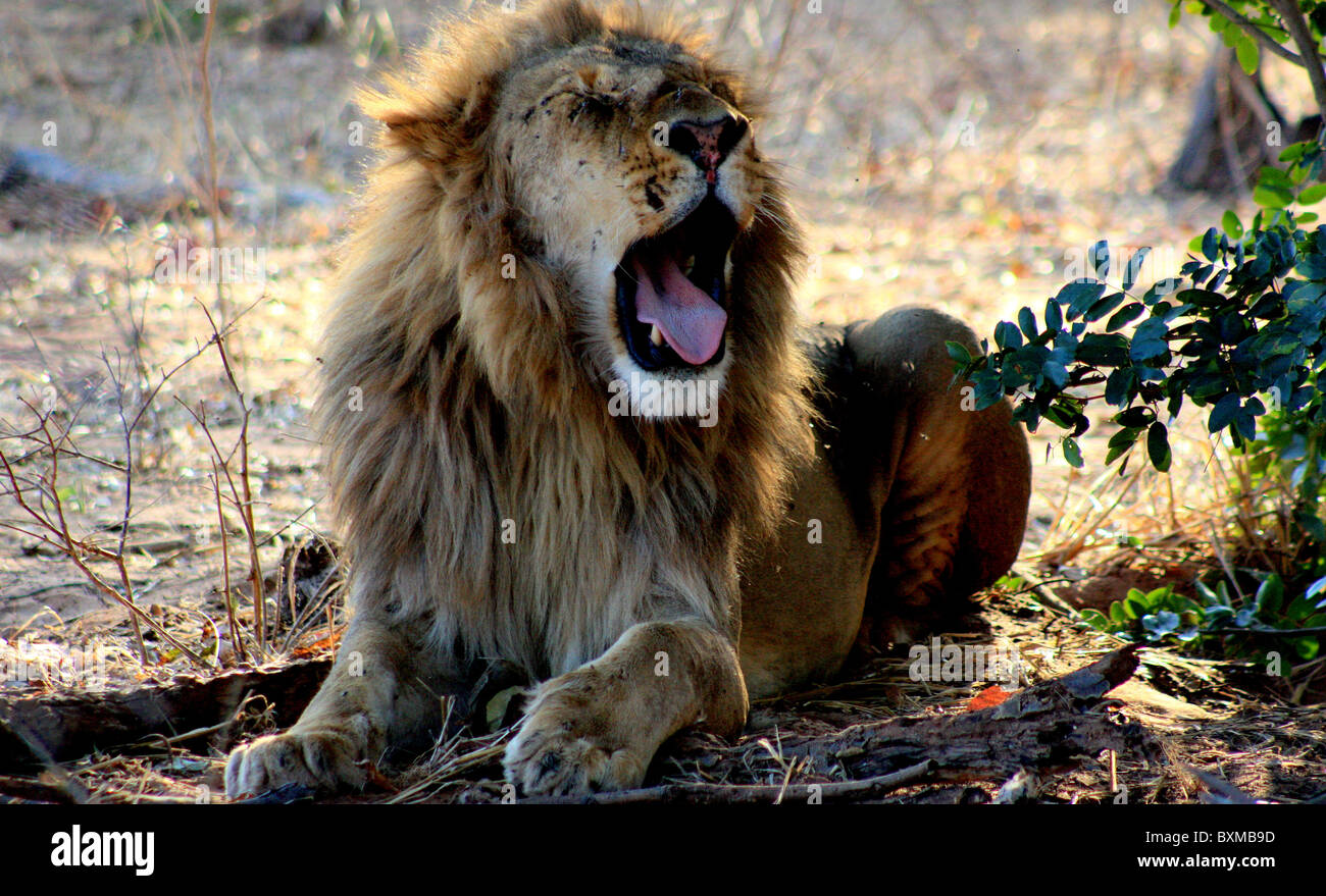 In botswana immagini e fotografie stock ad alta risoluzione - Alamy