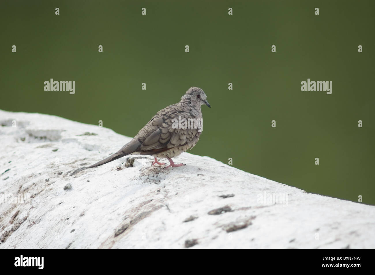 Scardafella inca immagini e fotografie stock ad alta risoluzione - Alamy