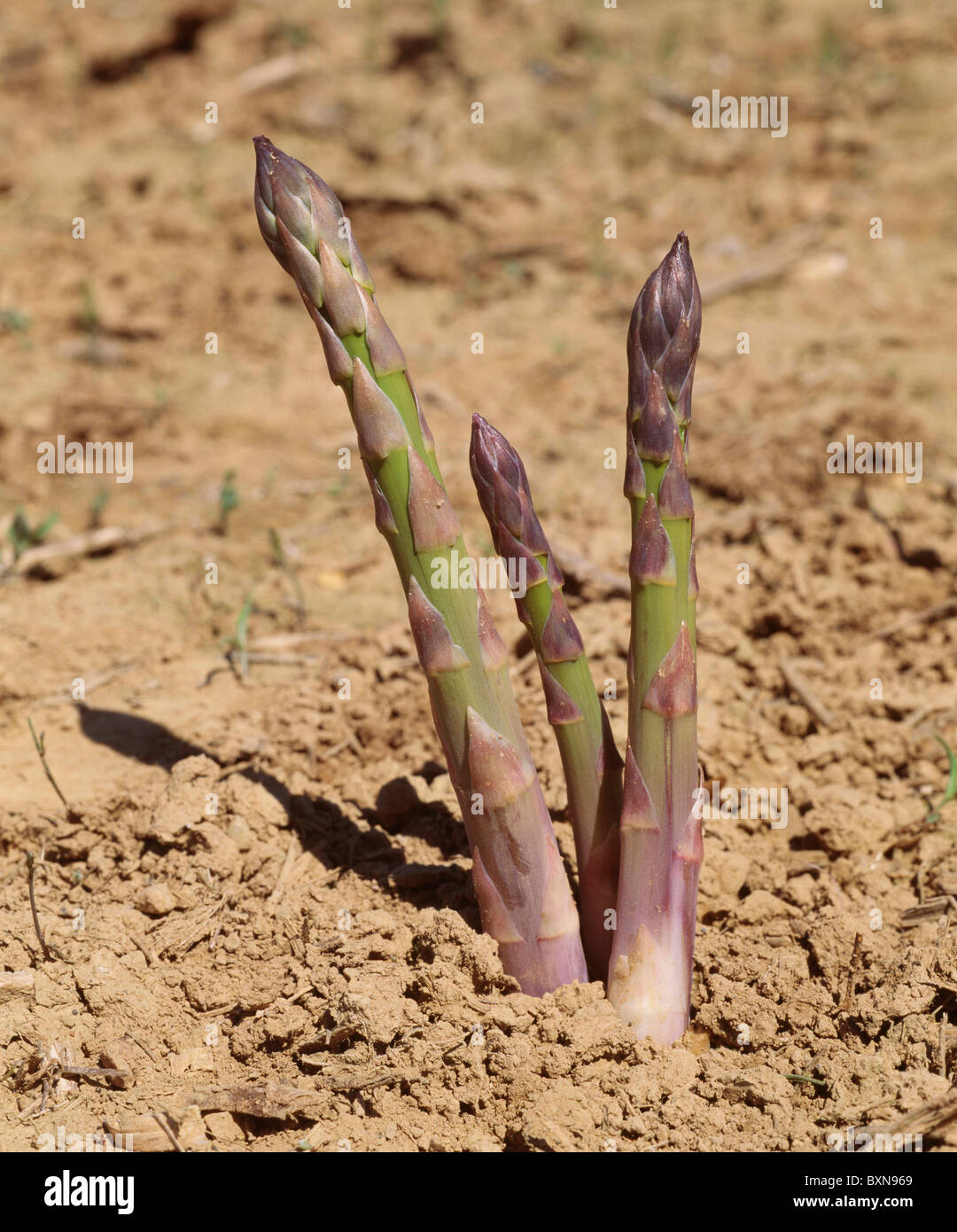 Pianta matura di asparagi officinalis immagini e fotografie stock ad ...