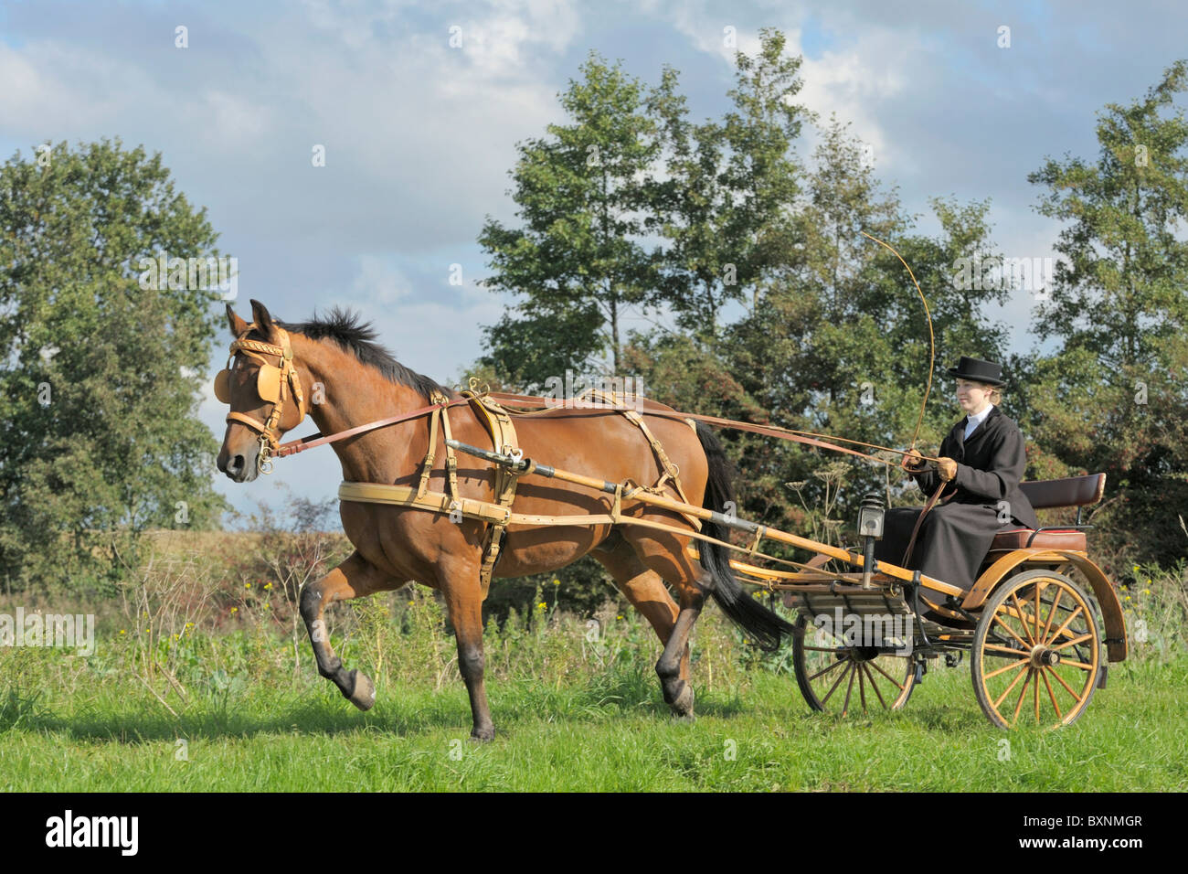 Cavallo E Calesse Immagini e Fotos Stock - Alamy