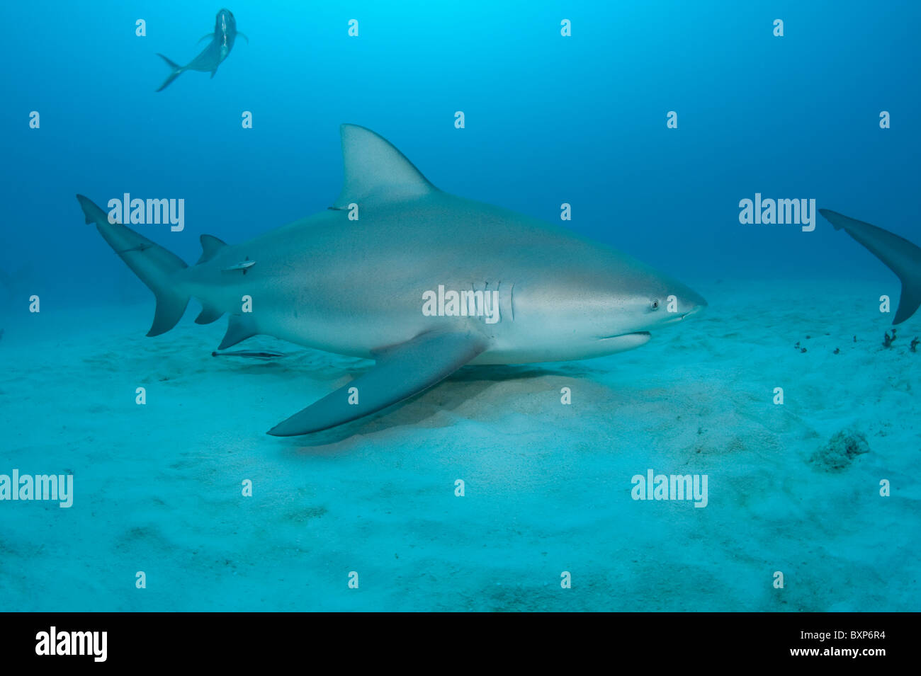Maneater femminile immagini e fotografie stock ad alta risoluzione - Alamy