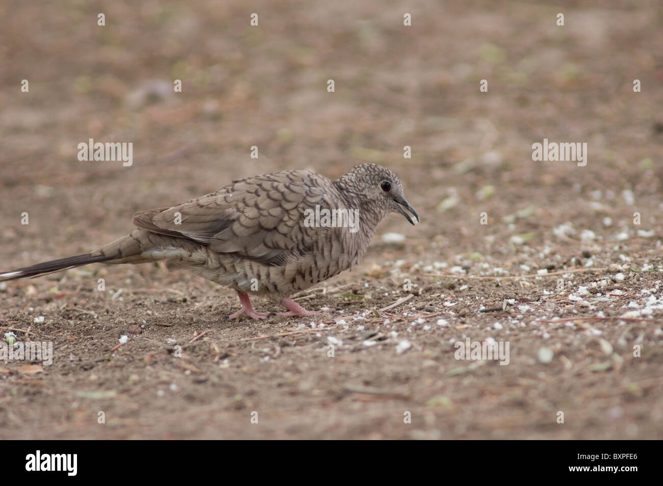 Scardafella inca immagini e fotografie stock ad alta risoluzione - Alamy