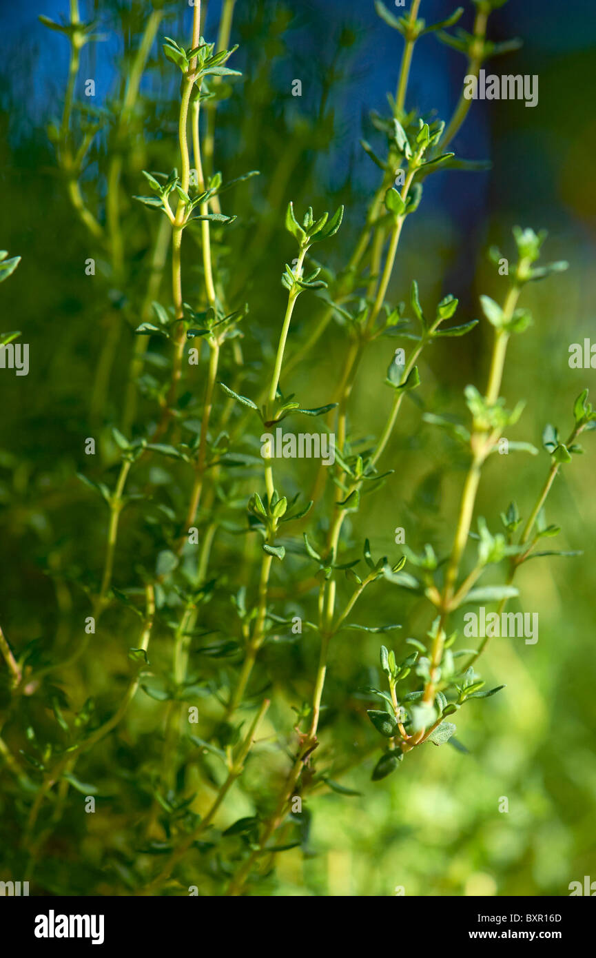 Pianta di timo immagini e fotografie stock ad alta risoluzione - Alamy