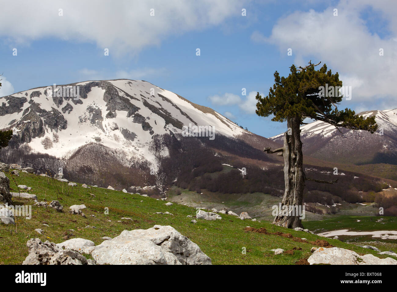 Pino loricato, Pinus leucodermis, Monte Pollino Parco Nazionale del ...