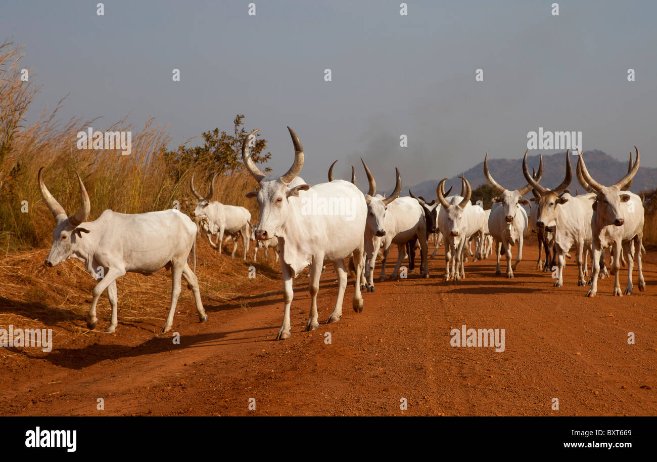 Mandriani di bestiame immagini e fotografie stock ad alta risoluzione ...