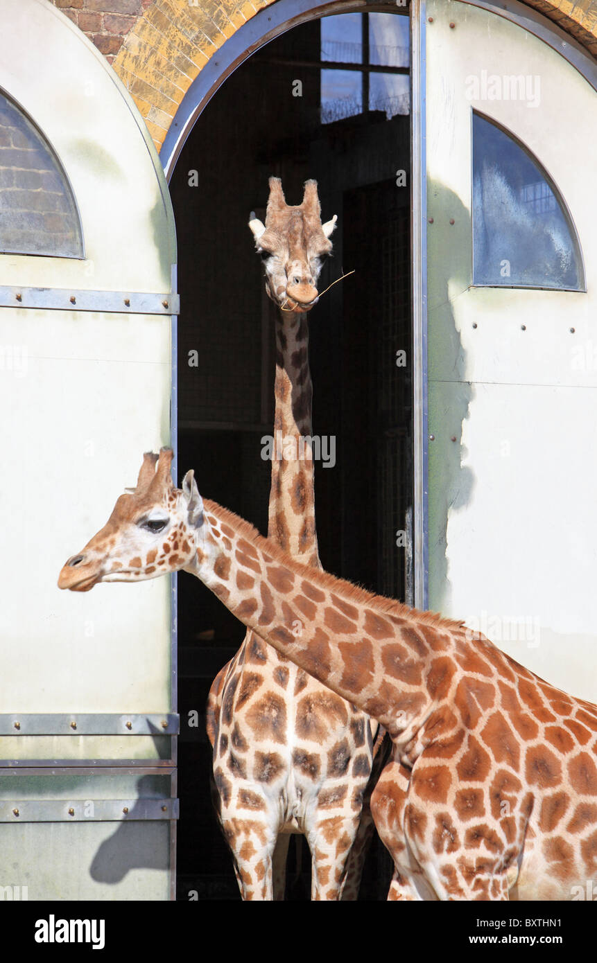 Giraffe london zoo immagini e fotografie stock ad alta risoluzione - Alamy