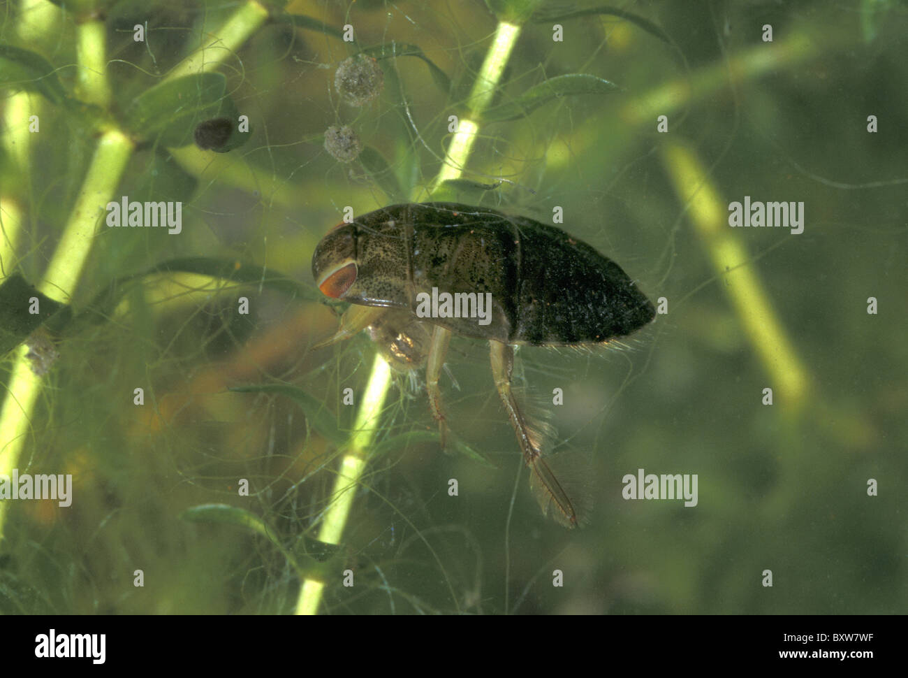 Creeping Waterbug - piattino bug (Ilyocoris cimicoides - Naucoris ...