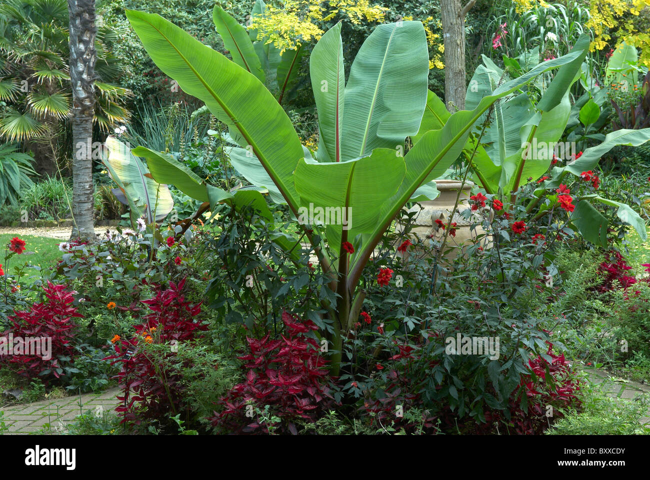 Pianta di banana musa immagini e fotografie stock ad alta risoluzione ...