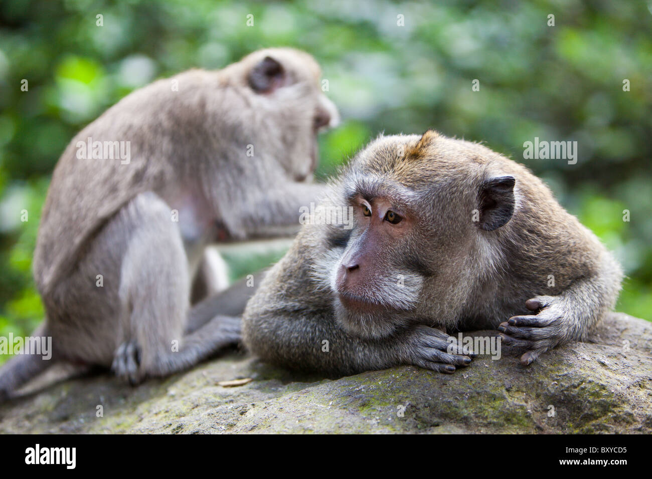 Philippine monkey immagini e fotografie stock ad alta risoluzione - Alamy