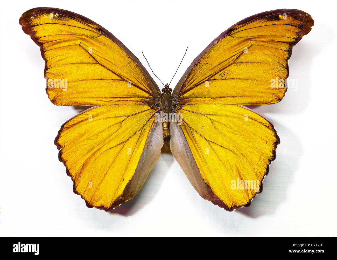 Farfalla gialla immagini e fotografie stock ad alta risoluzione - Alamy