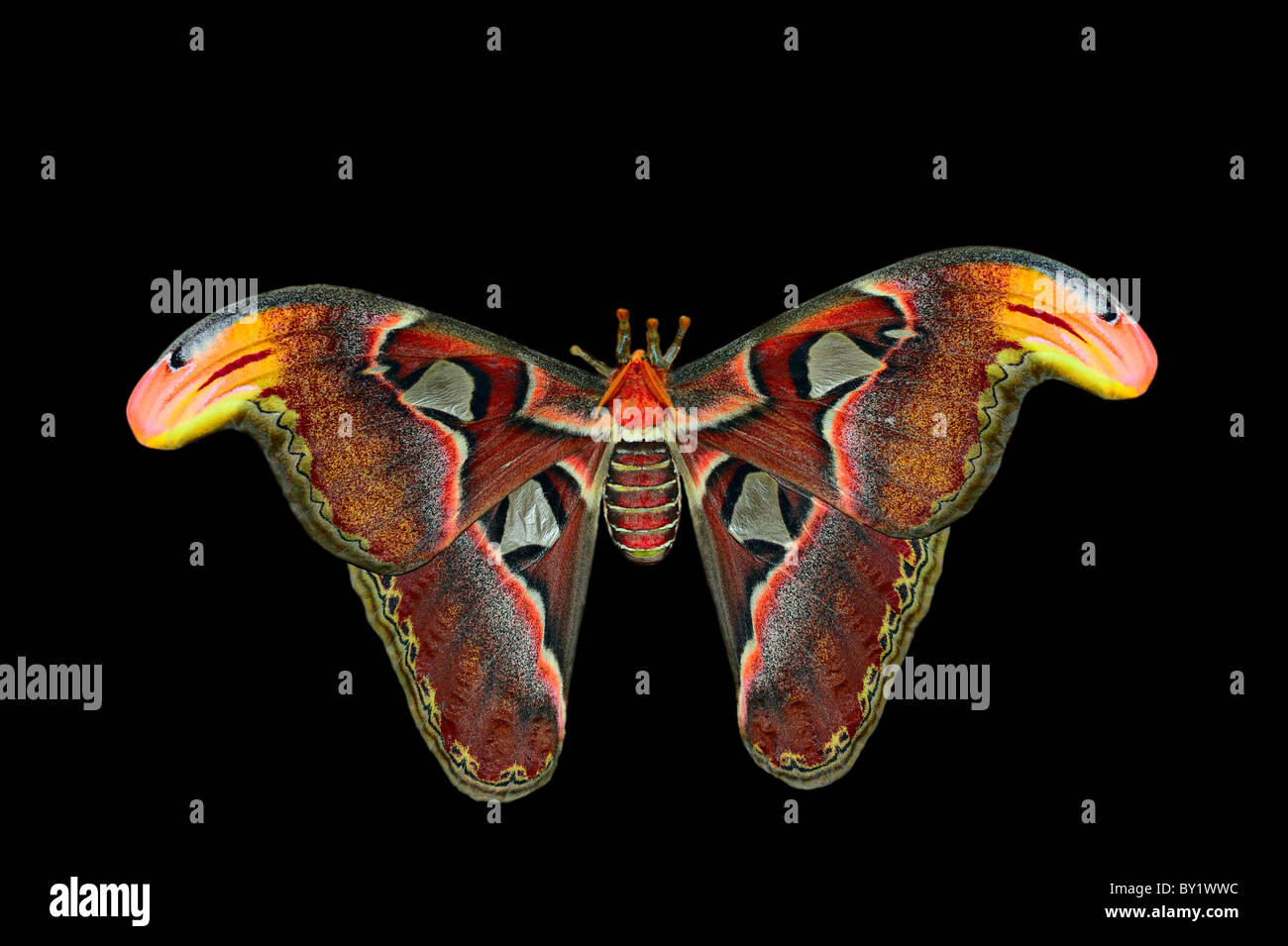 Falena gigante immagini e fotografie stock ad alta risoluzione - Alamy