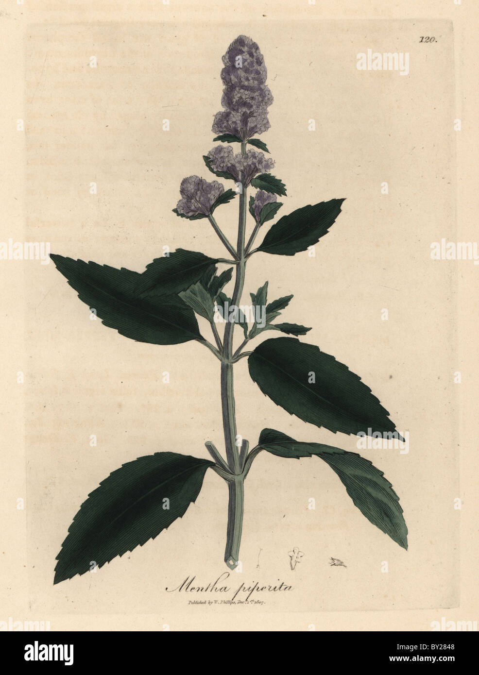Illustrazione botanica di mentha piperita immagini e fotografie stock ...