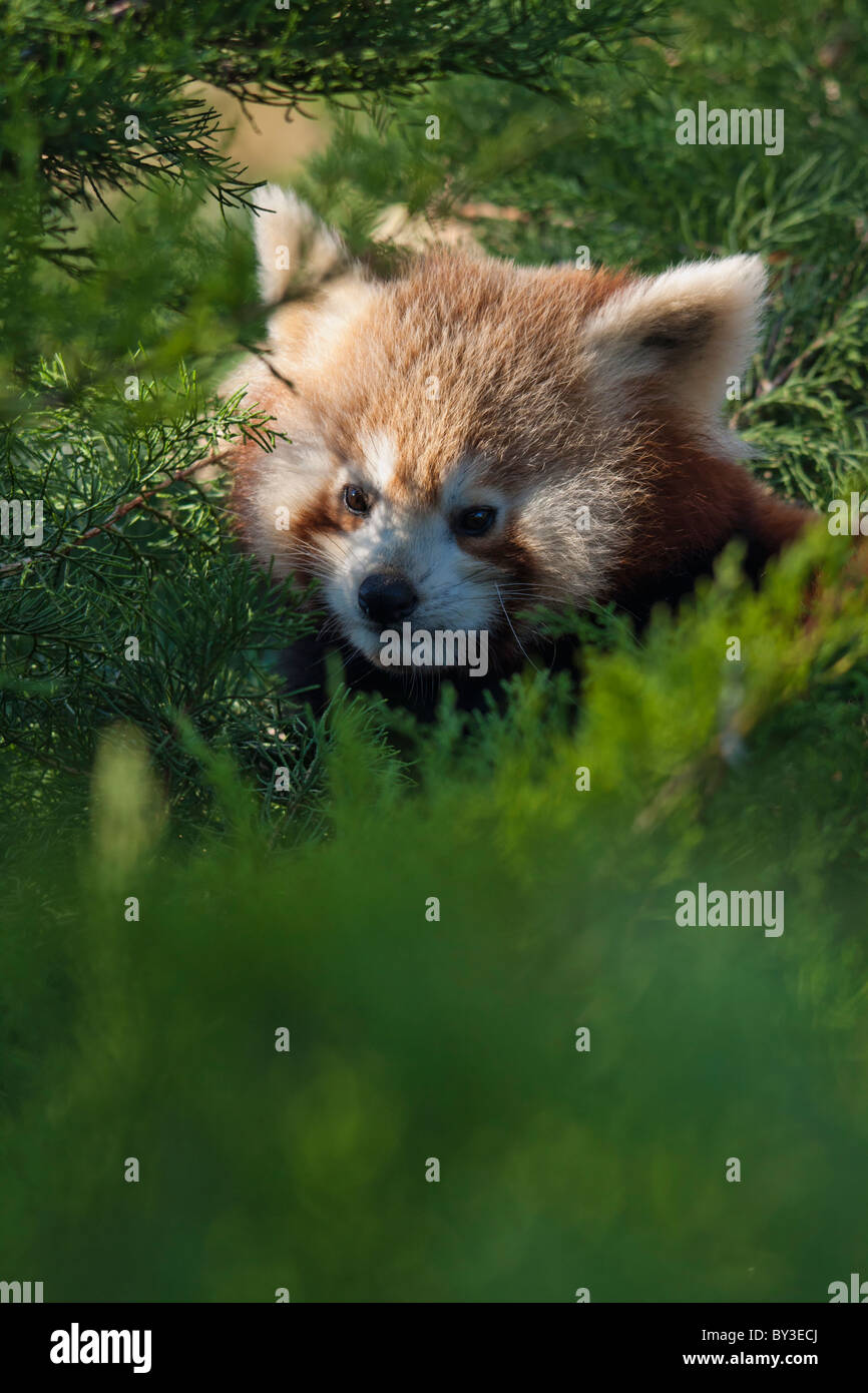 Red panda portrait immagini e fotografie stock ad alta risoluzione - Alamy