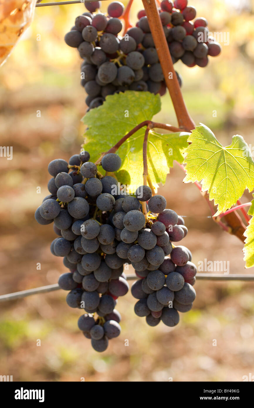 Uve chianti italiane immagini e fotografie stock ad alta risoluzione ...
