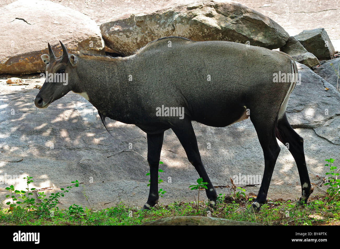 Nilgai o toro blu immagini e fotografie stock ad alta risoluzione - Alamy