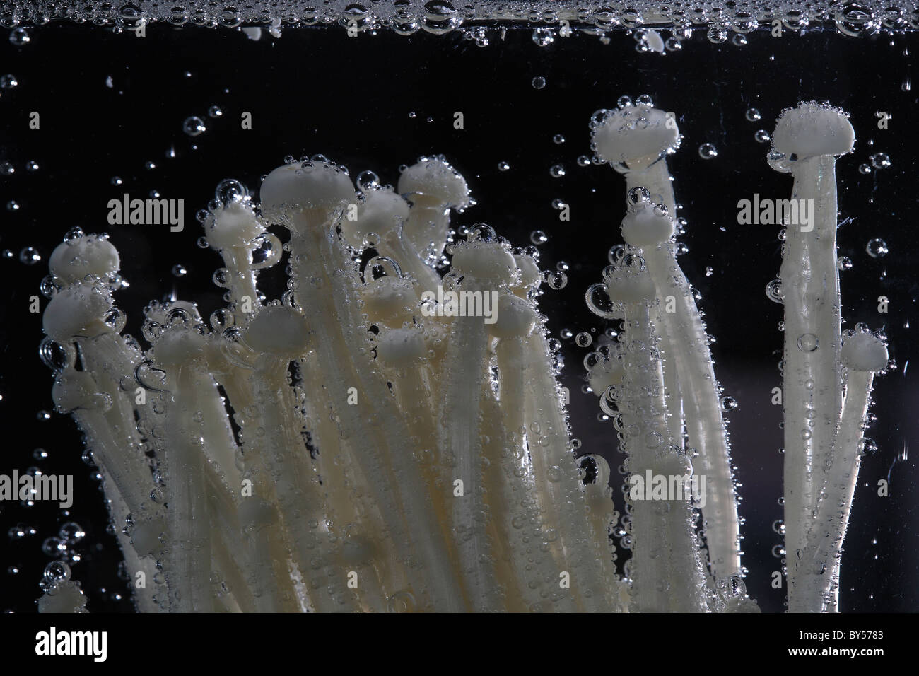 Funghi enoki marroni immagini e fotografie stock ad alta risoluzione ...