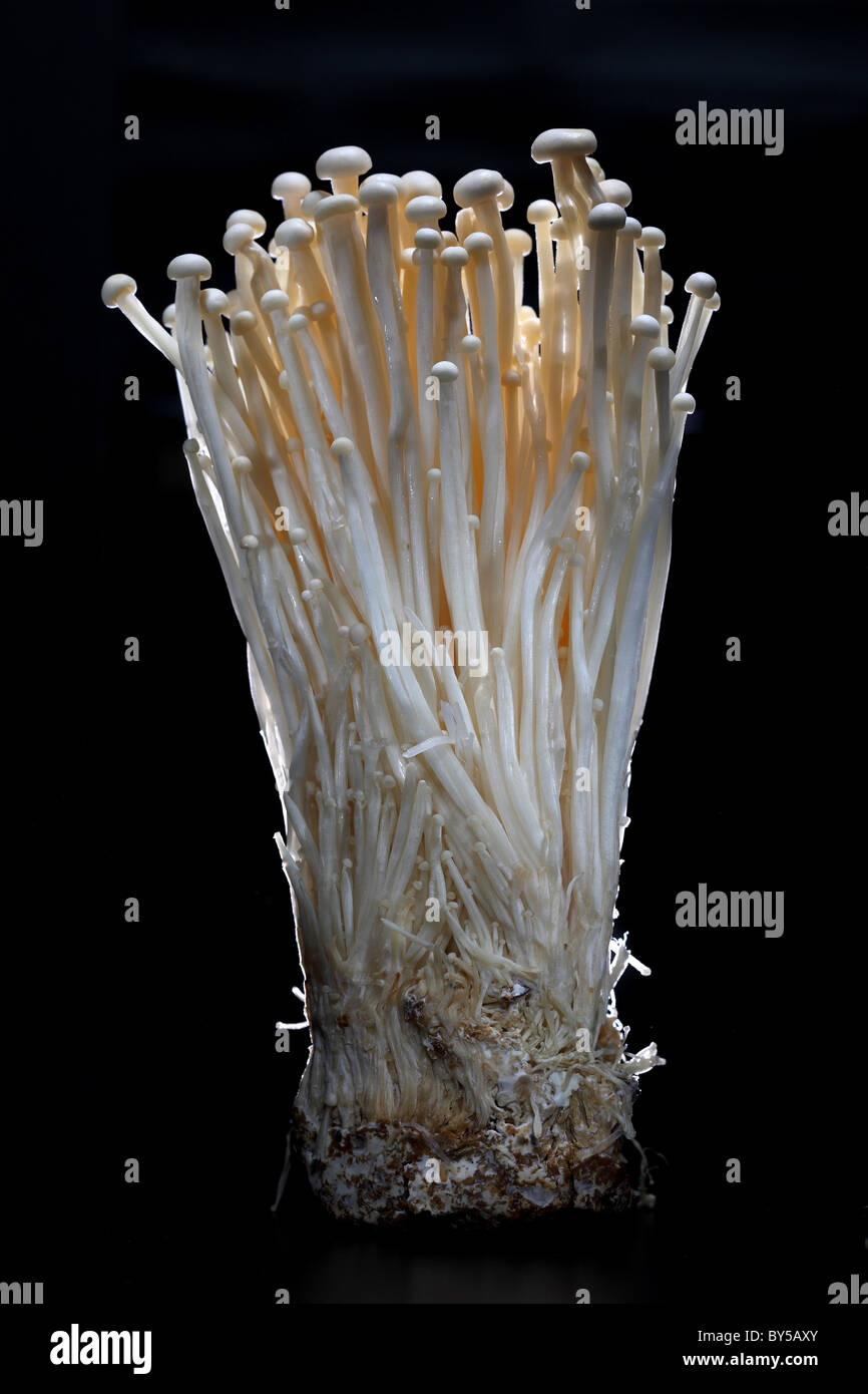 Funghi enoki marroni immagini e fotografie stock ad alta risoluzione ...
