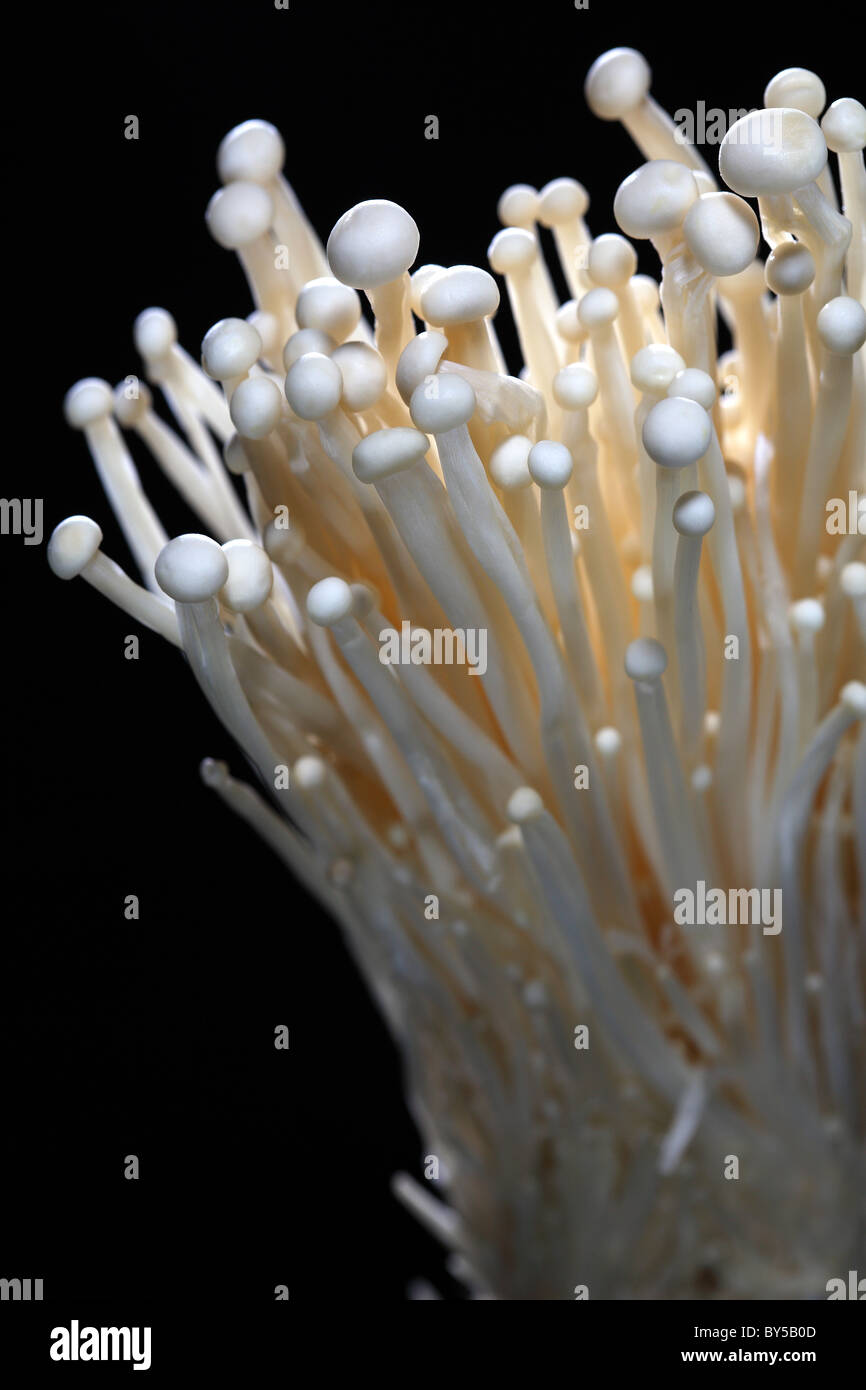 Funghi enoki marroni immagini e fotografie stock ad alta risoluzione ...