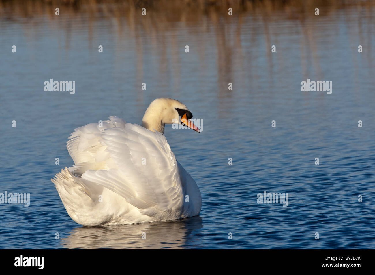 Cigno muto adulto immagini e fotografie stock ad alta risoluzione - Alamy