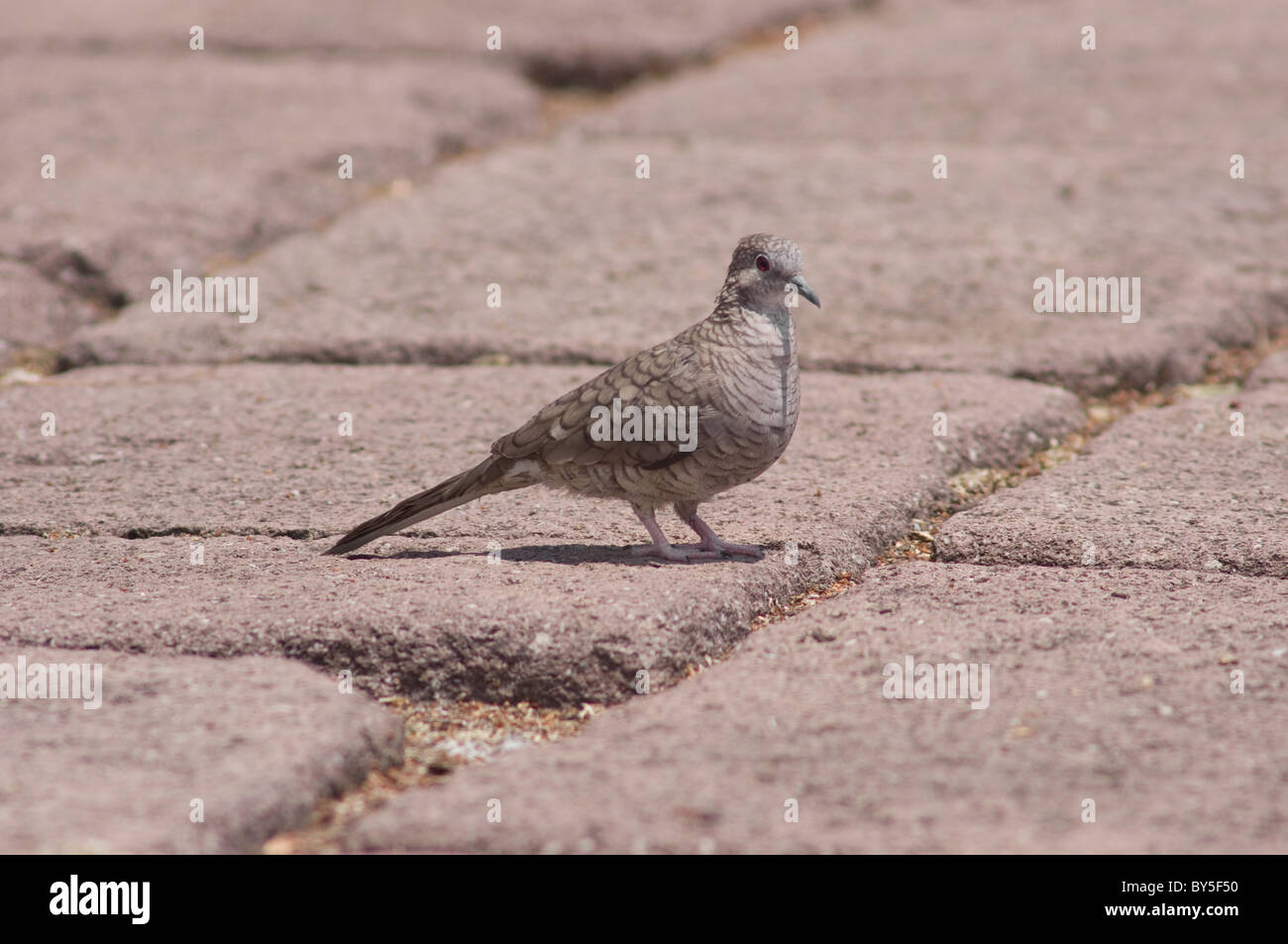 Scardafella inca immagini e fotografie stock ad alta risoluzione - Alamy