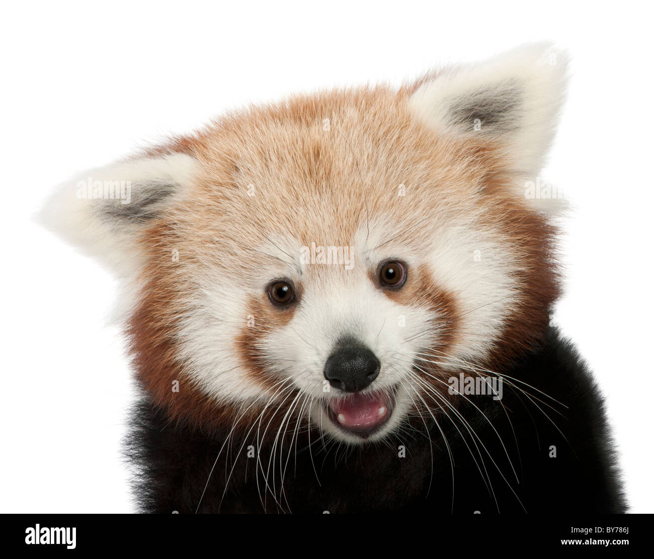 Faccia Da Panda Rosso Immagini e Fotos Stock - Alamy