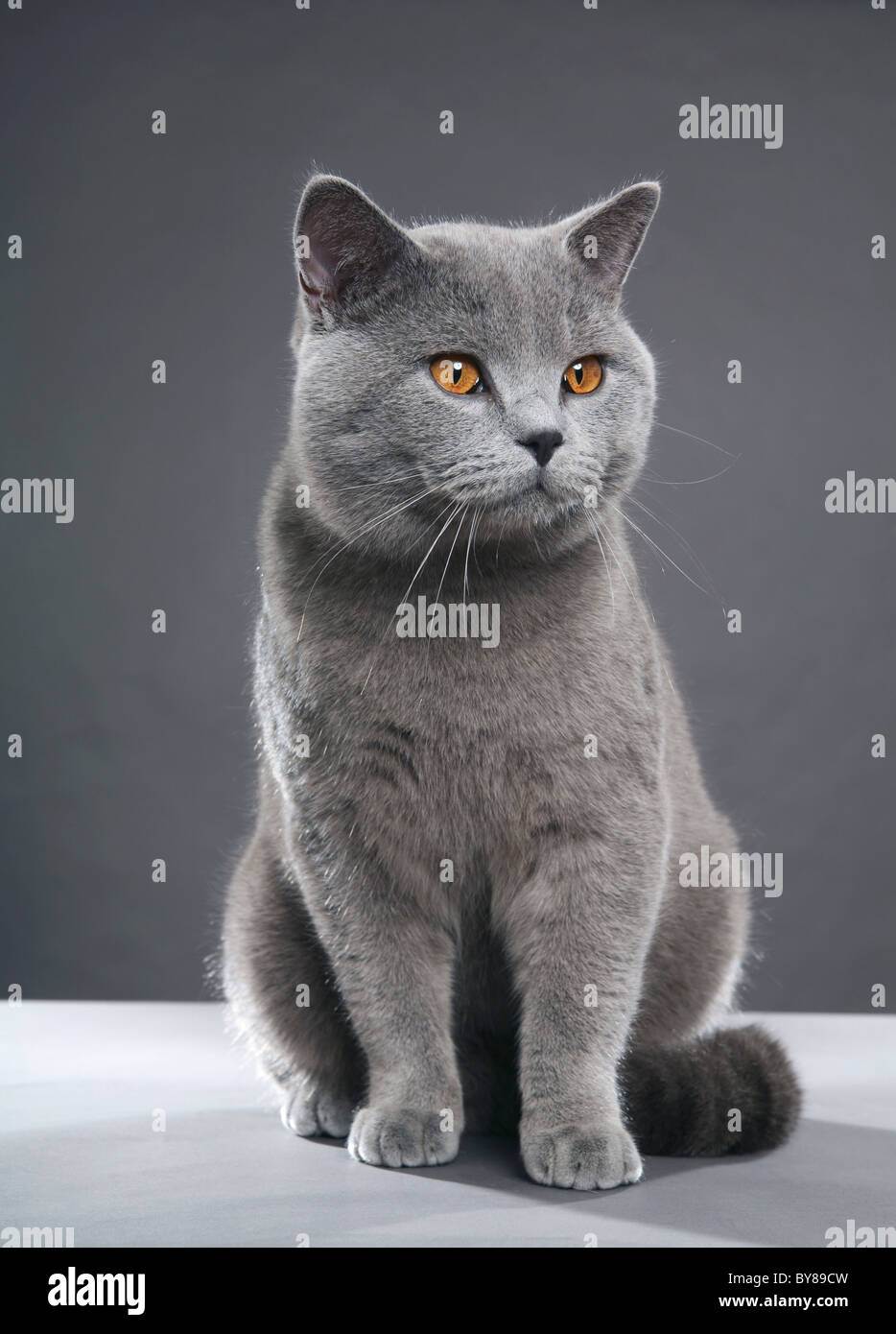 British short hair immagini e fotografie stock ad alta risoluzione - Alamy